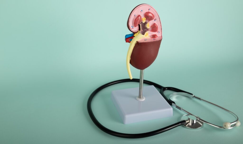 Médico de rins: saiba quando marcar uma consulta - Dr. Jonathan Doyun Cha